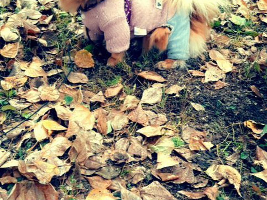 Маленькая собака шпиц