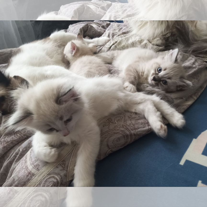 Невский маскарадный котёнок