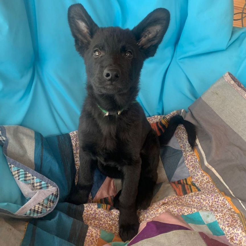 Немецкая овчарка, щенок