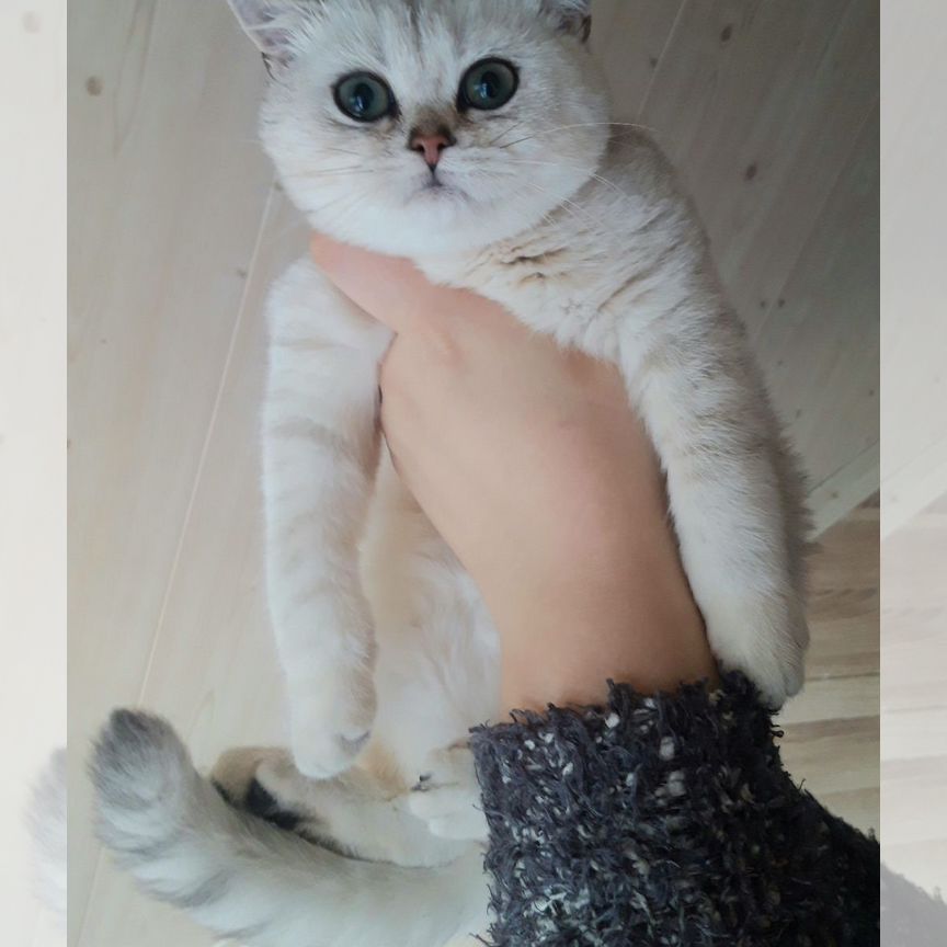 Шиншилловая плюшка