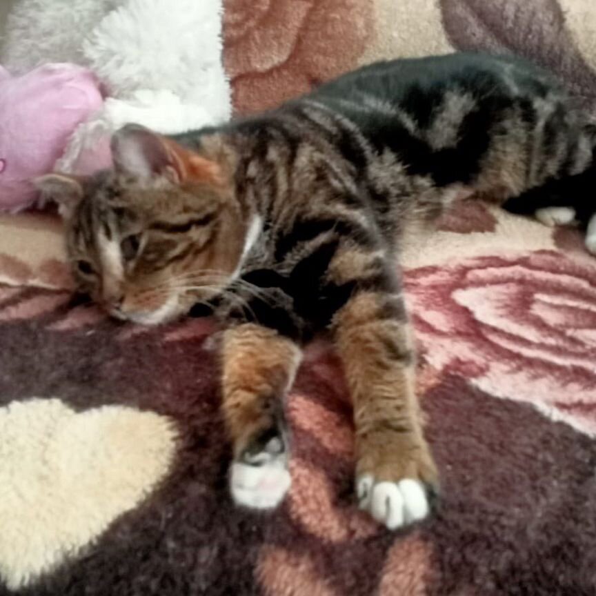 Кошка компаньон и друг