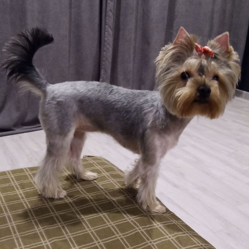 Йоркширский терьер, щенок