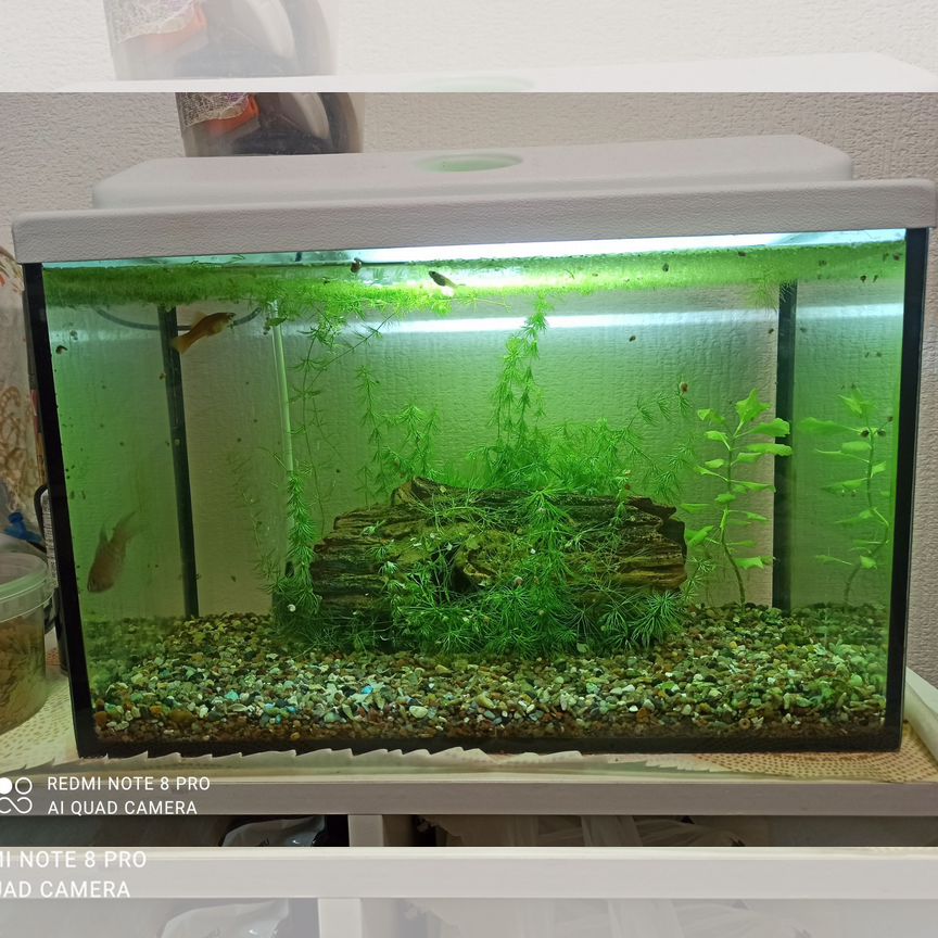 Аквариум с рыбками