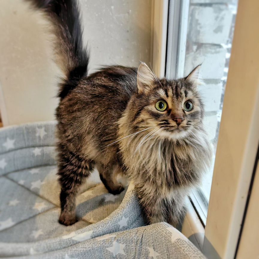 Особенная кошка для особенного человека