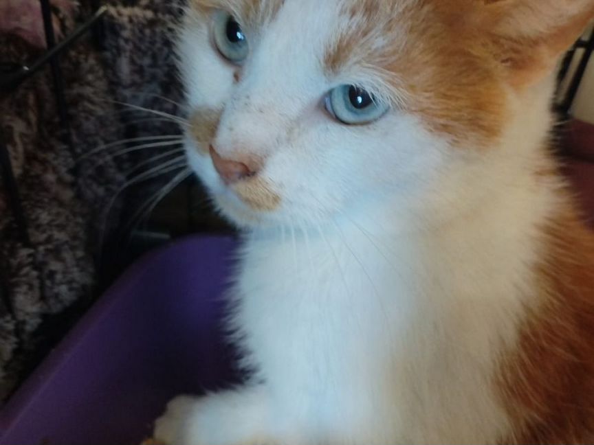 Котик Сева ждёт хозяина