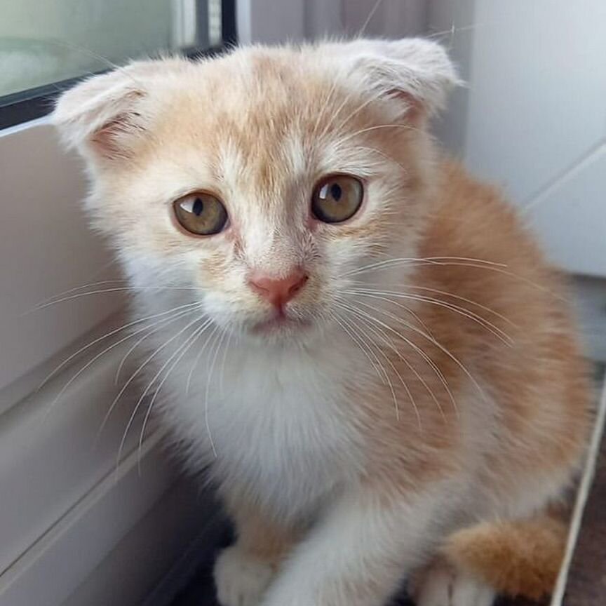 Вислоушки в дар