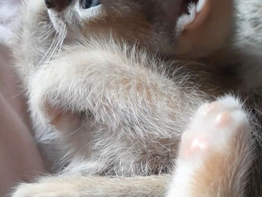 Британская кошка