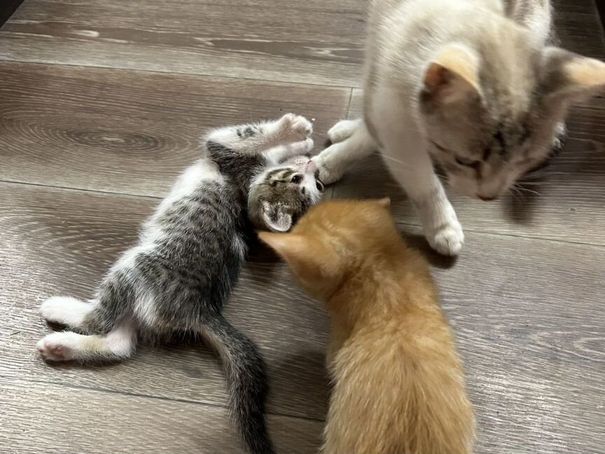 Котята мальчики, 1.5-2 месяца