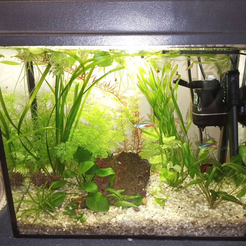 Аквариумная прополка, растения аквариуиные