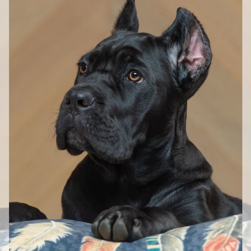 Кане-корсо, щенок