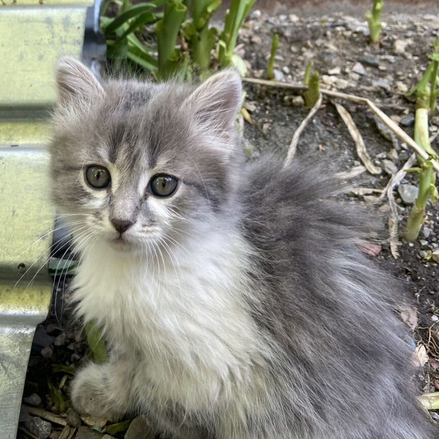 Котята сибирской породы