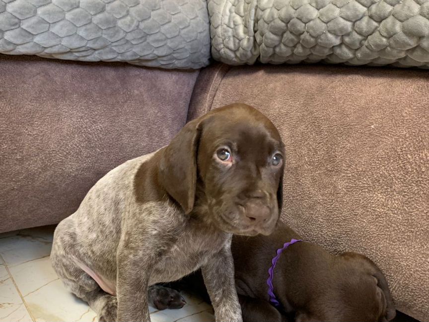 Немецкий курцхаар