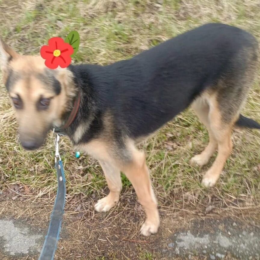 Взрослая собака в добрые руки