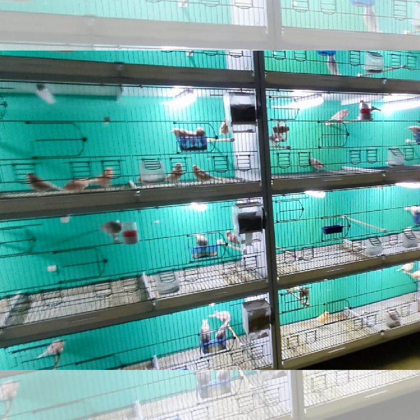 Клетка бокс для птиц