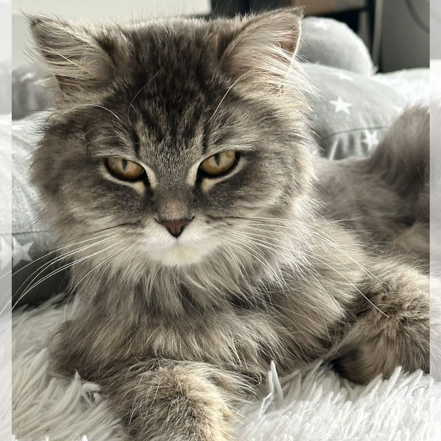 Сибирская, взрослая кошка