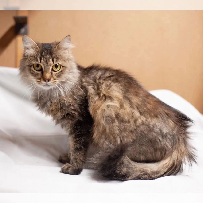 Кошечку не берут домой из-за проблем со здоровьем