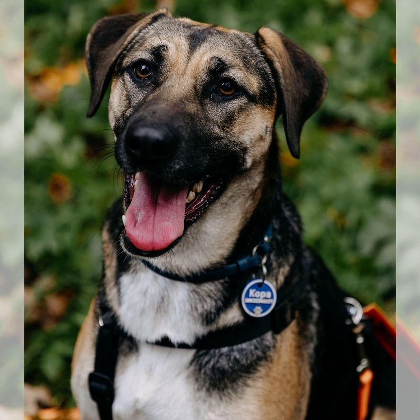 Взрослая собака в добрые руки