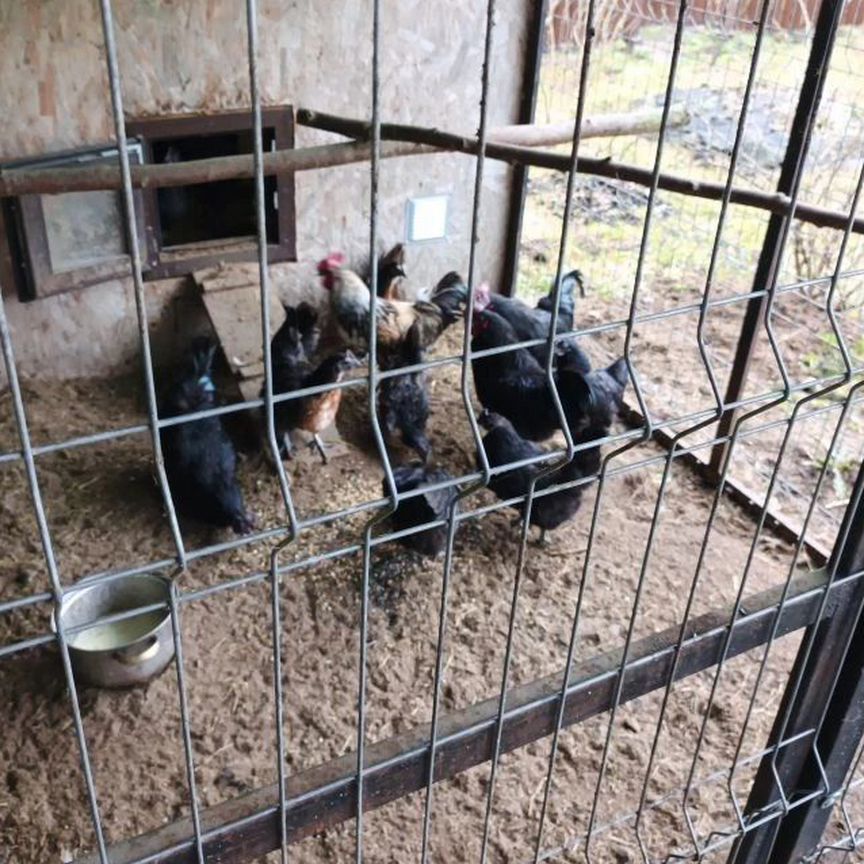 Продаю петухов проды Ухейилюй