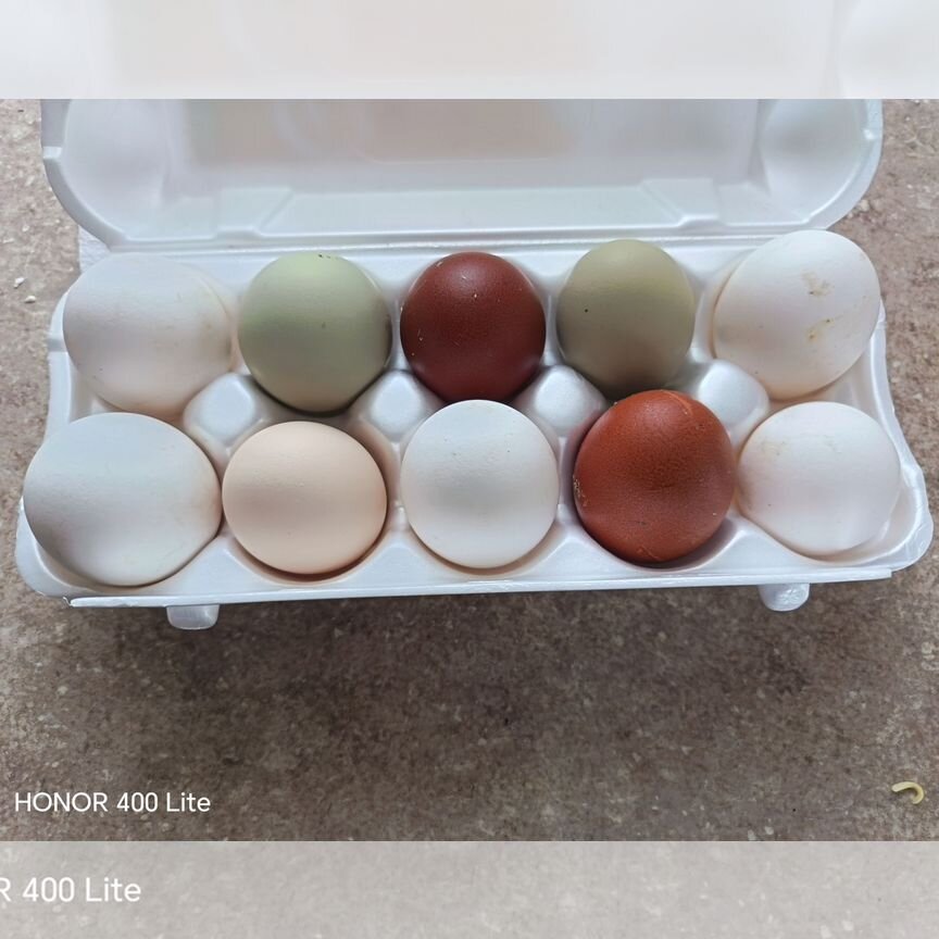 Яйцо куриное на инкубацию