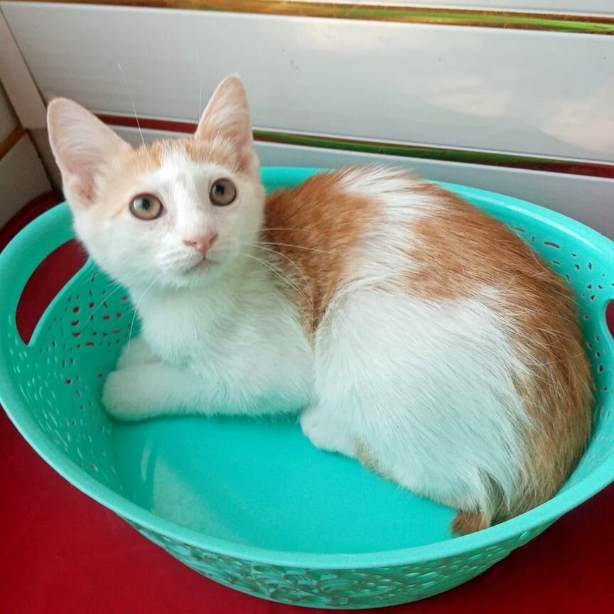 Лелик в дар