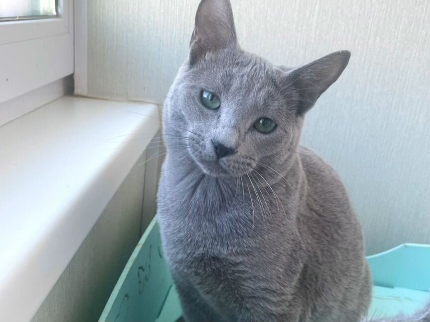 Русская голубая котик