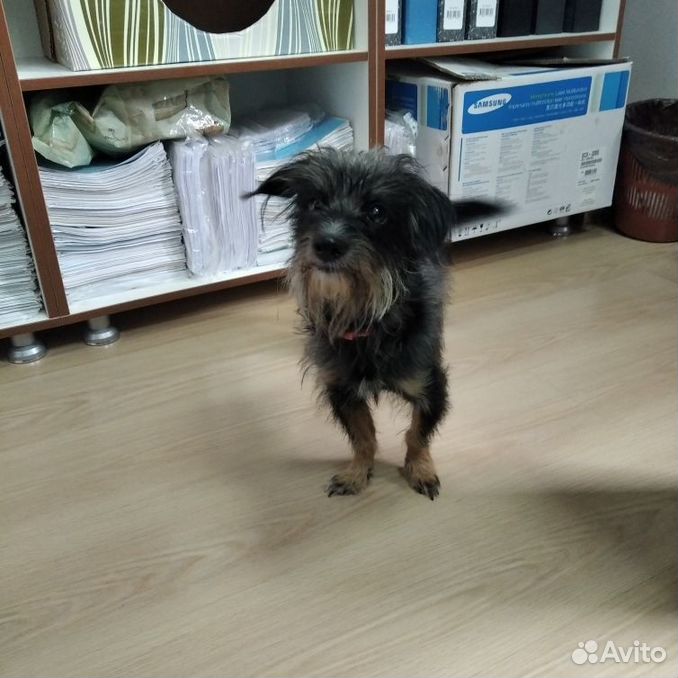 Найдена собака, маленькая