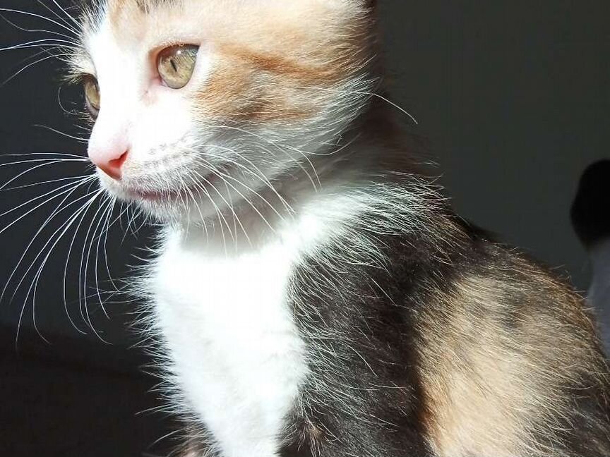 Котята