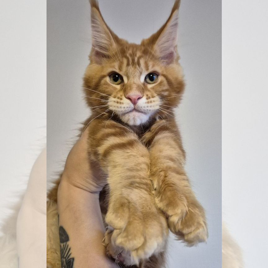 Мальчик красный мрамор