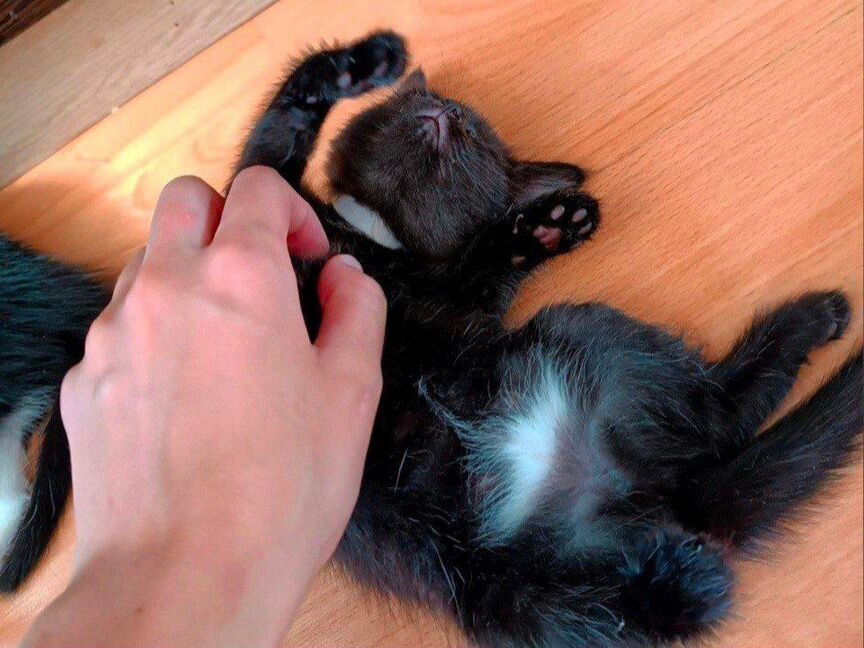 Котенки-девчонки 2 мес. и мама кошечка 1,5 года