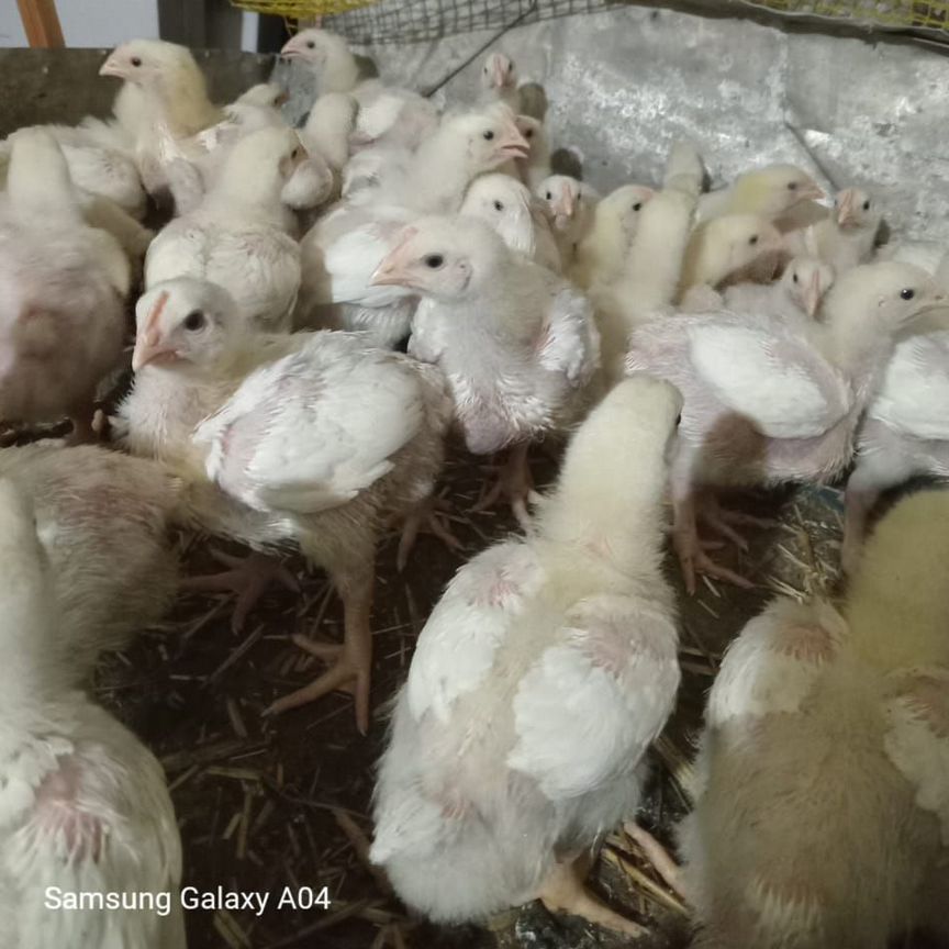 Цыпленок бролера