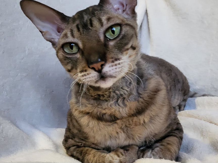 Кошки корниш-рекс