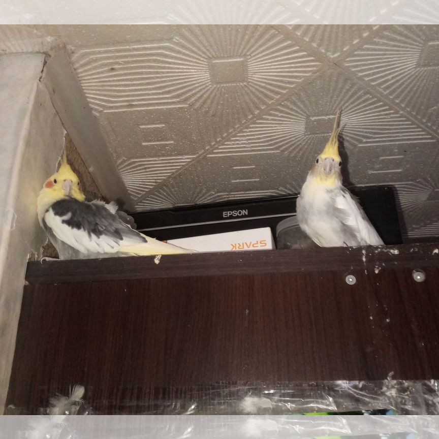 Попугай корелла