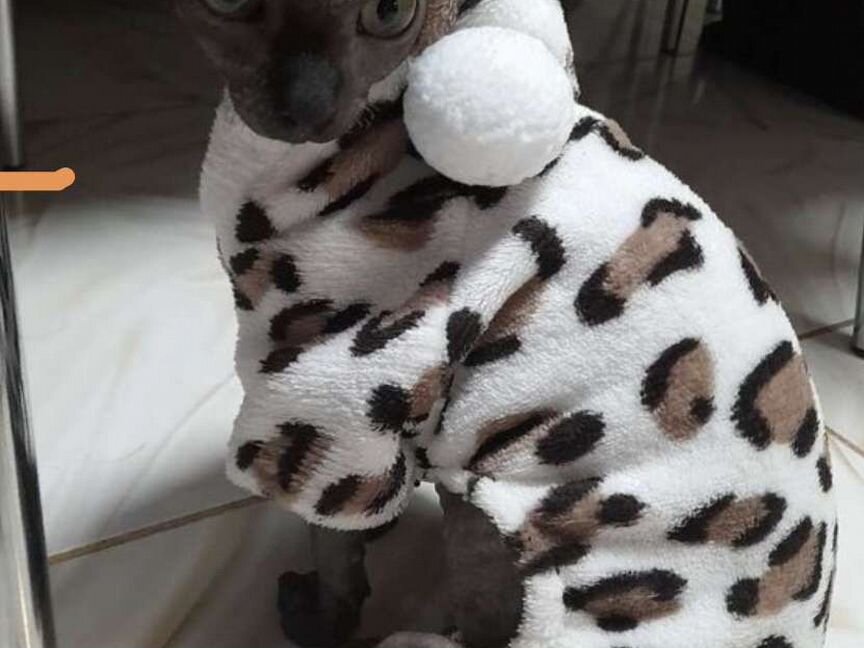 Комбинезон для котенка