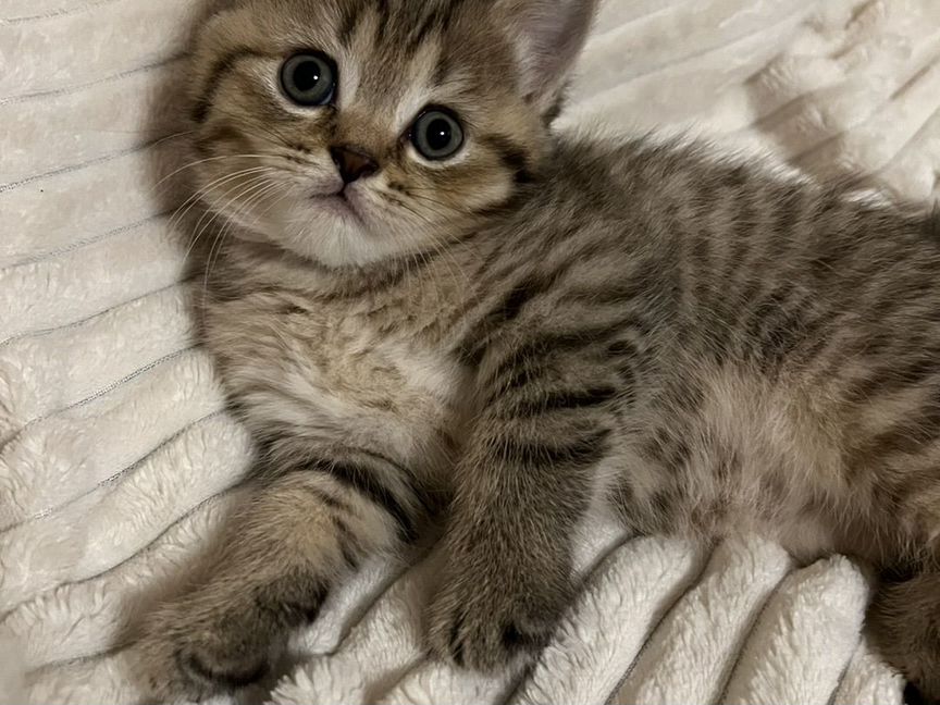 Шотландские котята