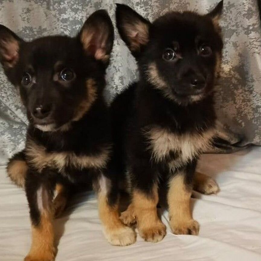 Отдам в добрые руки