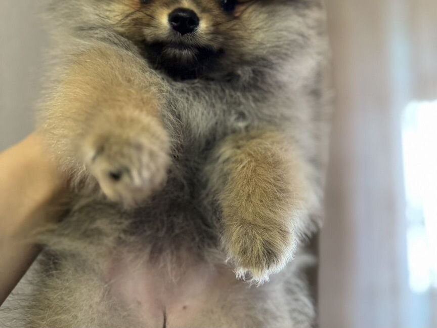 Померанский шпиц мини щенок