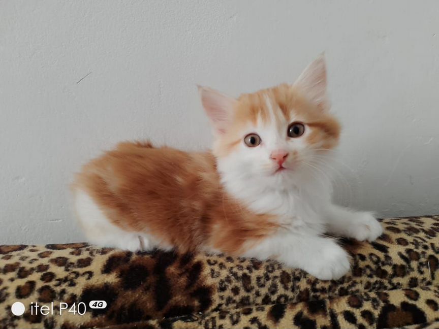 Котенок курильский бобтейл девочка