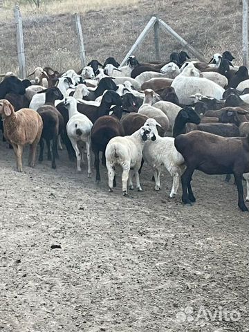 Продам барашек