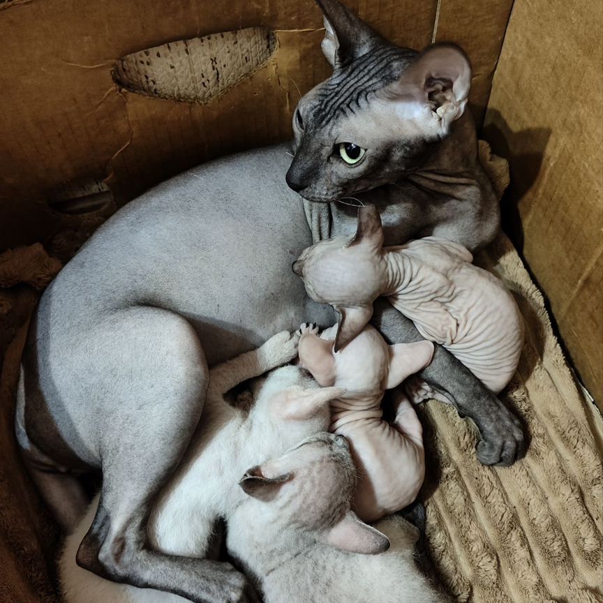 Донской сфинкс котята