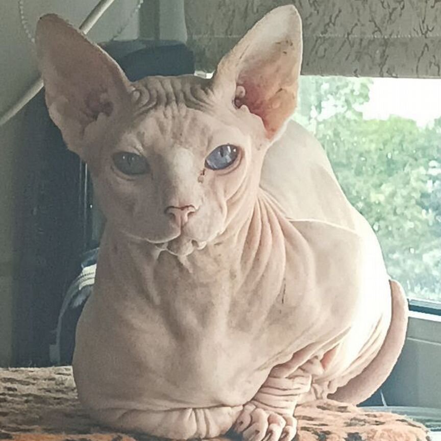 Кот сфинкс