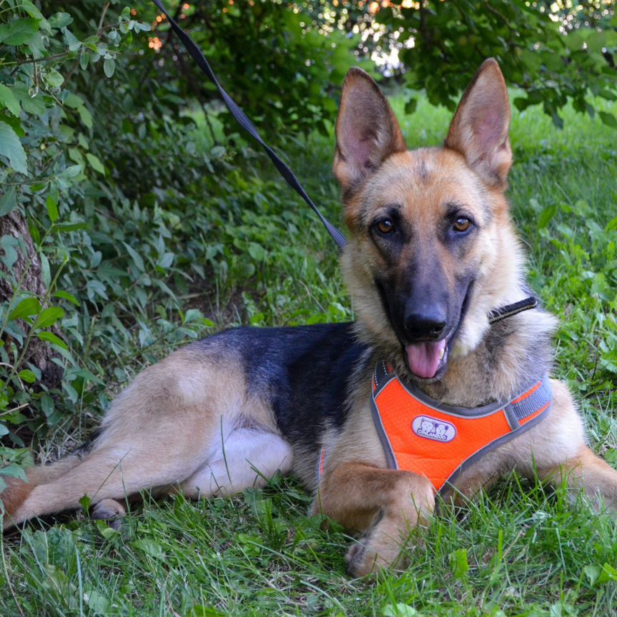 Гретта 1,5 года в поиске дома