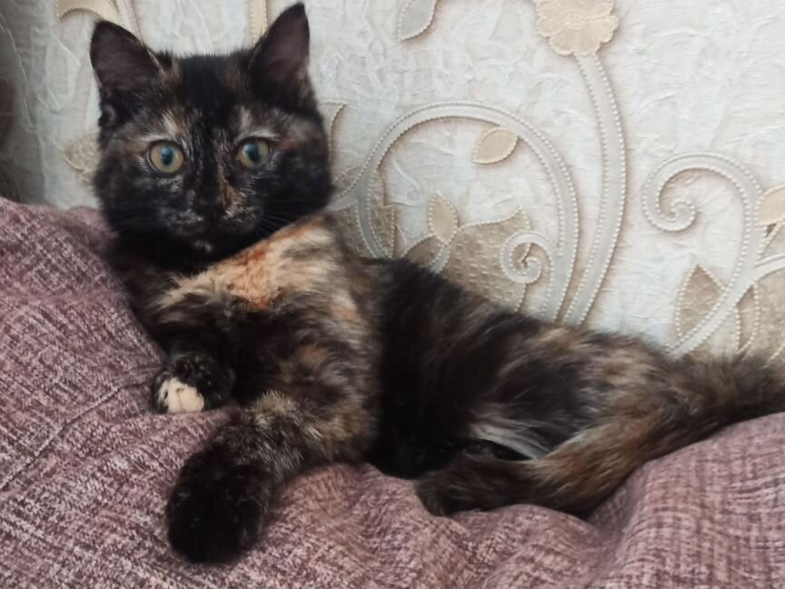 Кошечка
