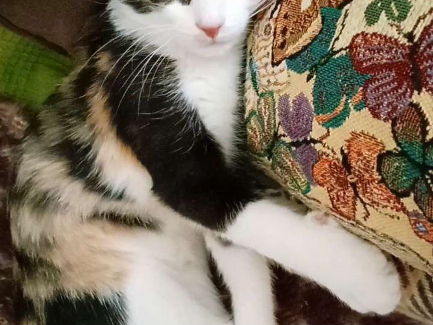 Кошка