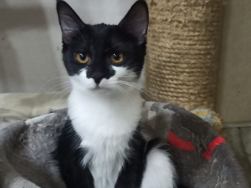 Смешная маркизочка ищет любящий дом