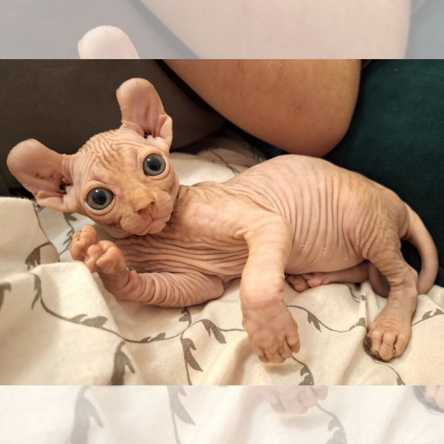 Эльф котёнок