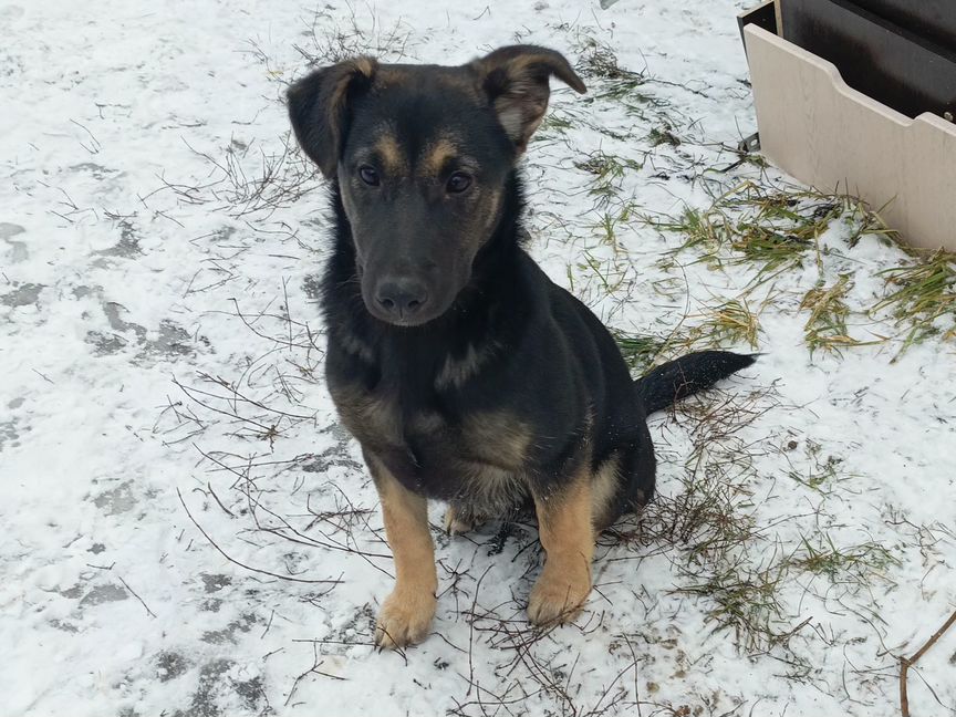 Рокси. Преданная преданность