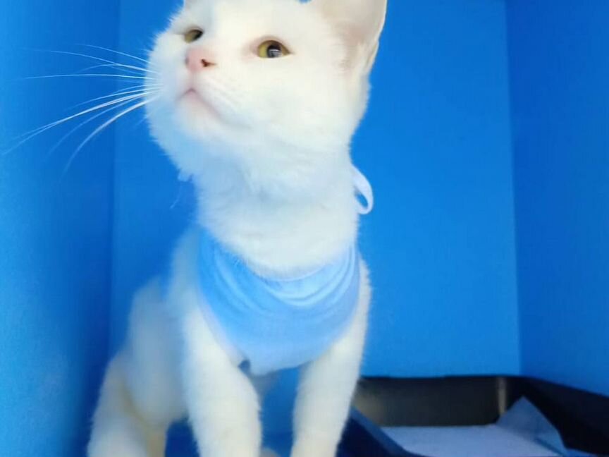 Белый ангел ищет дом