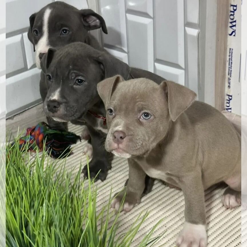 Американский булли, щенок