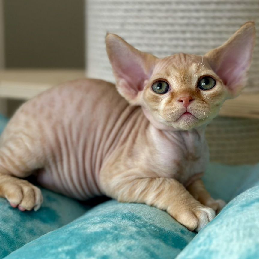 Девон-рекс котёнок