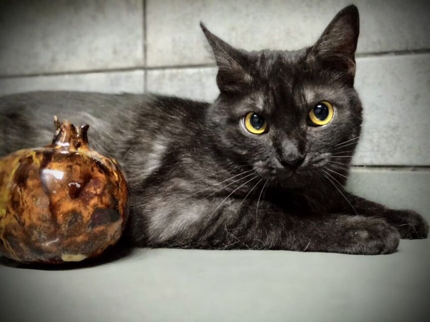 Кошка в дар